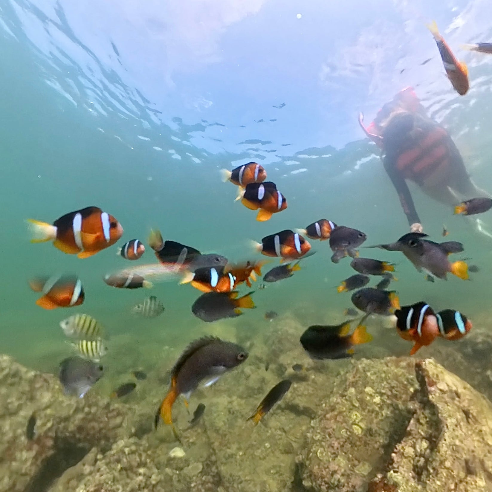 NEMO Clownfish Snorkeling Tour – Splitdyboat