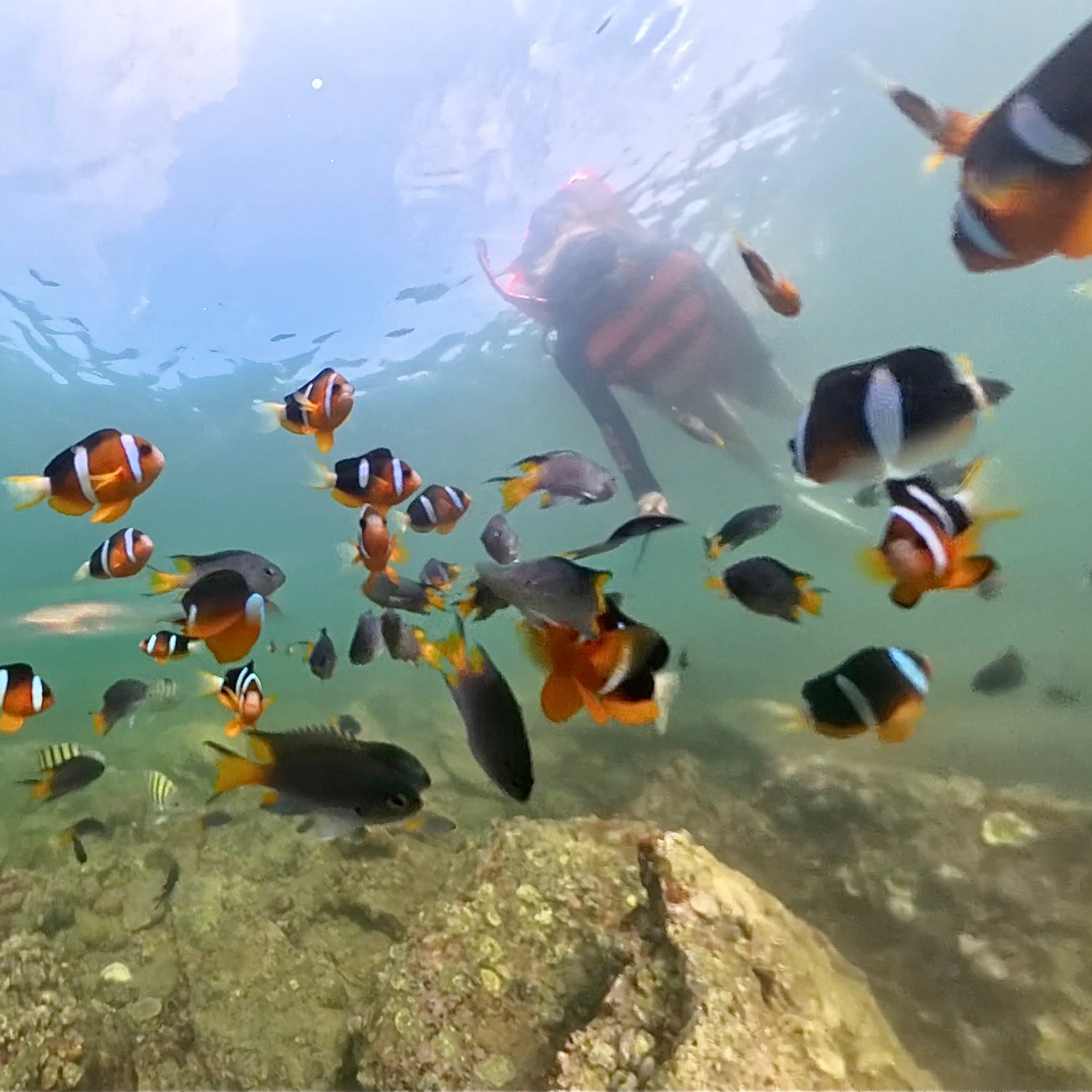 NEMO Clownfish Snorkeling Tour – Splitdyboat