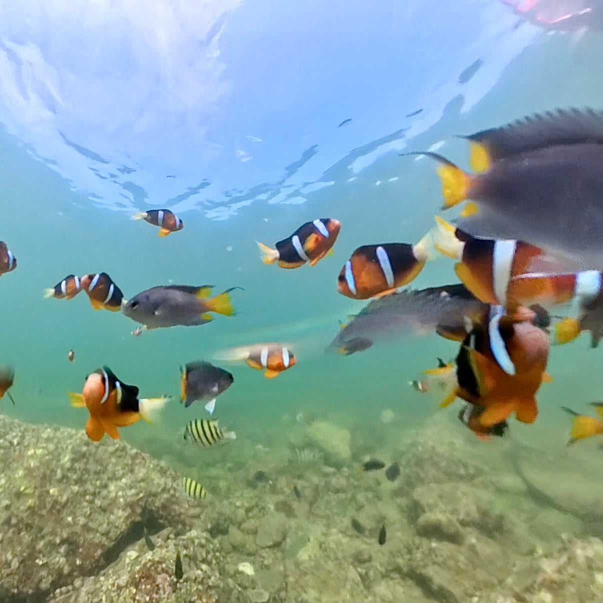 NEMO Clownfish Snorkeling Tour – Splitdyboat