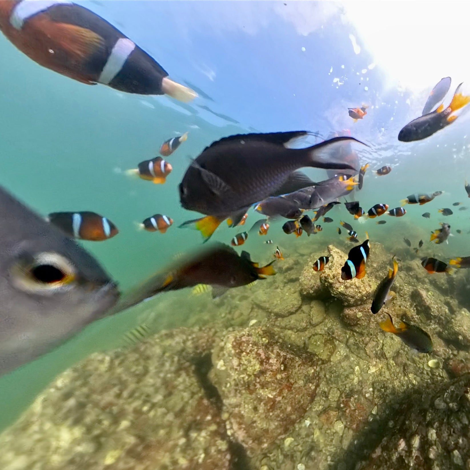 NEMO Clownfish Snorkeling Tour – Splitdyboat