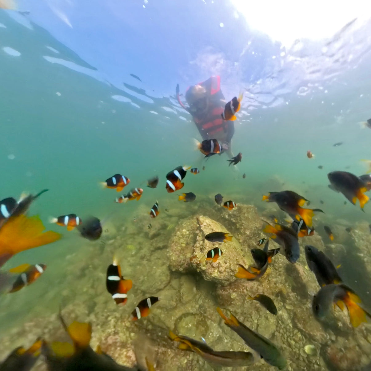 NEMO Clownfish Snorkeling Tour – Splitdyboat